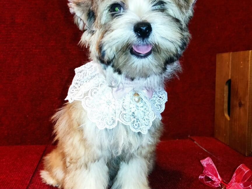 Обворожительная красотка