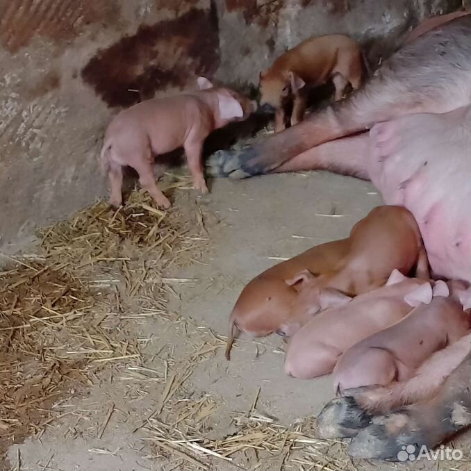 Поросята дюрок