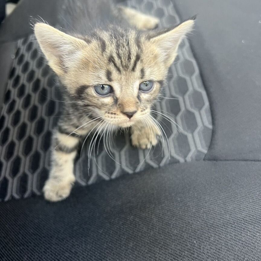 Котятки