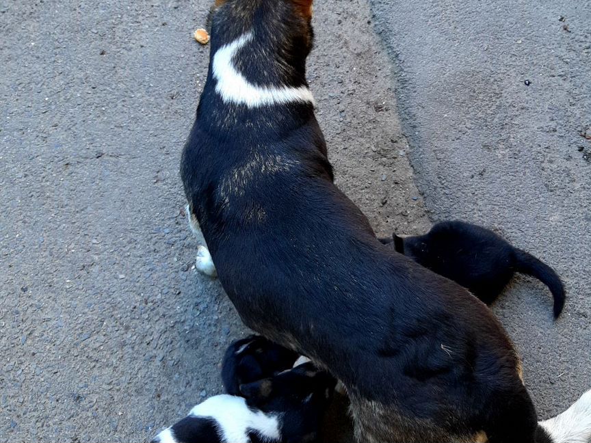 Собака в добрые руки отдам бесплатно