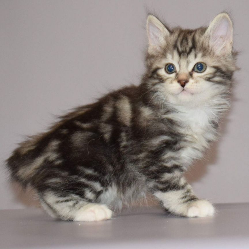 Мальчик породы курильский бобтейл