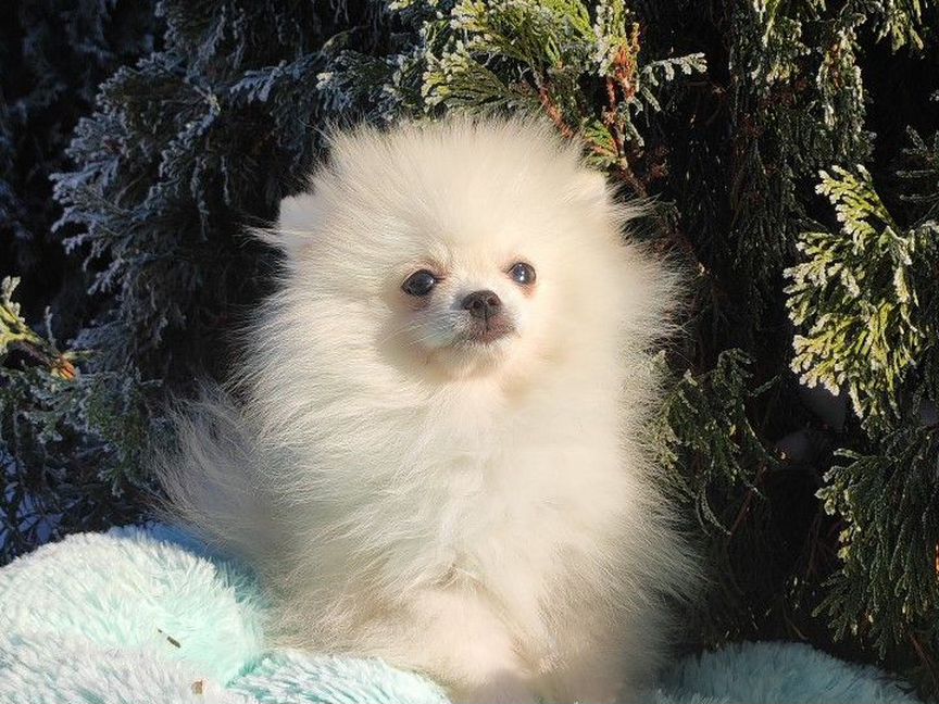 Минюша шпиц