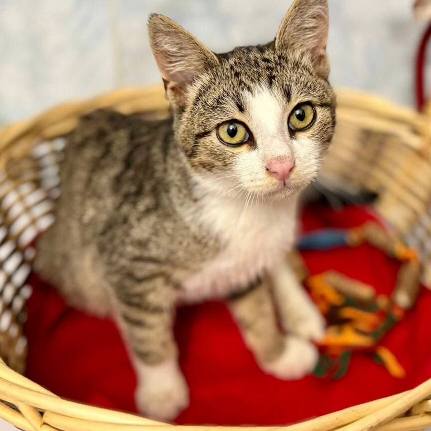 Котёнок в добрые руки