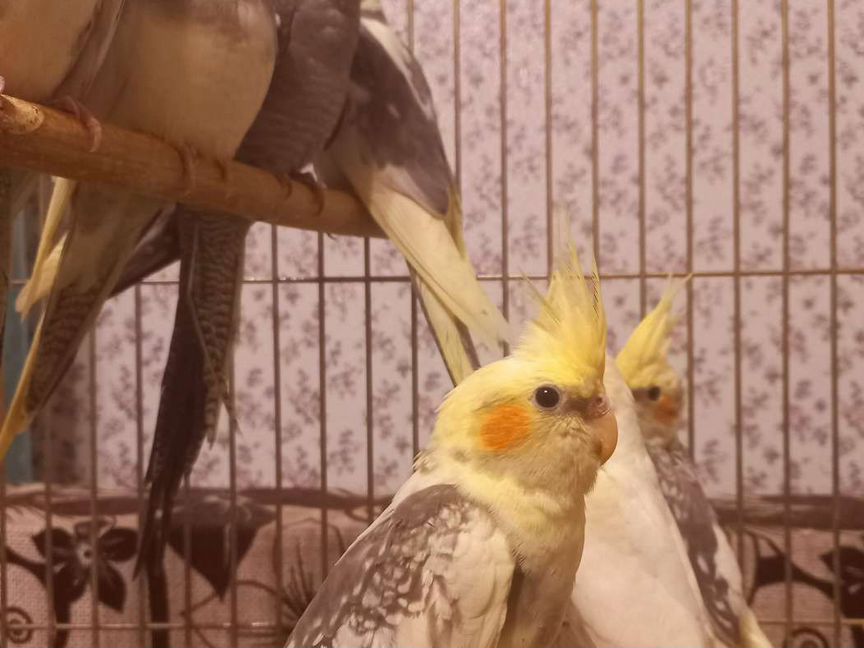 Птенцы Кореллы 2,5мес