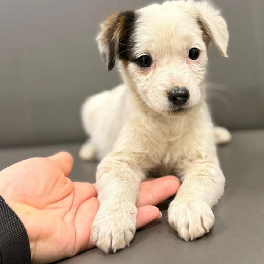 Щенок в добрые руки