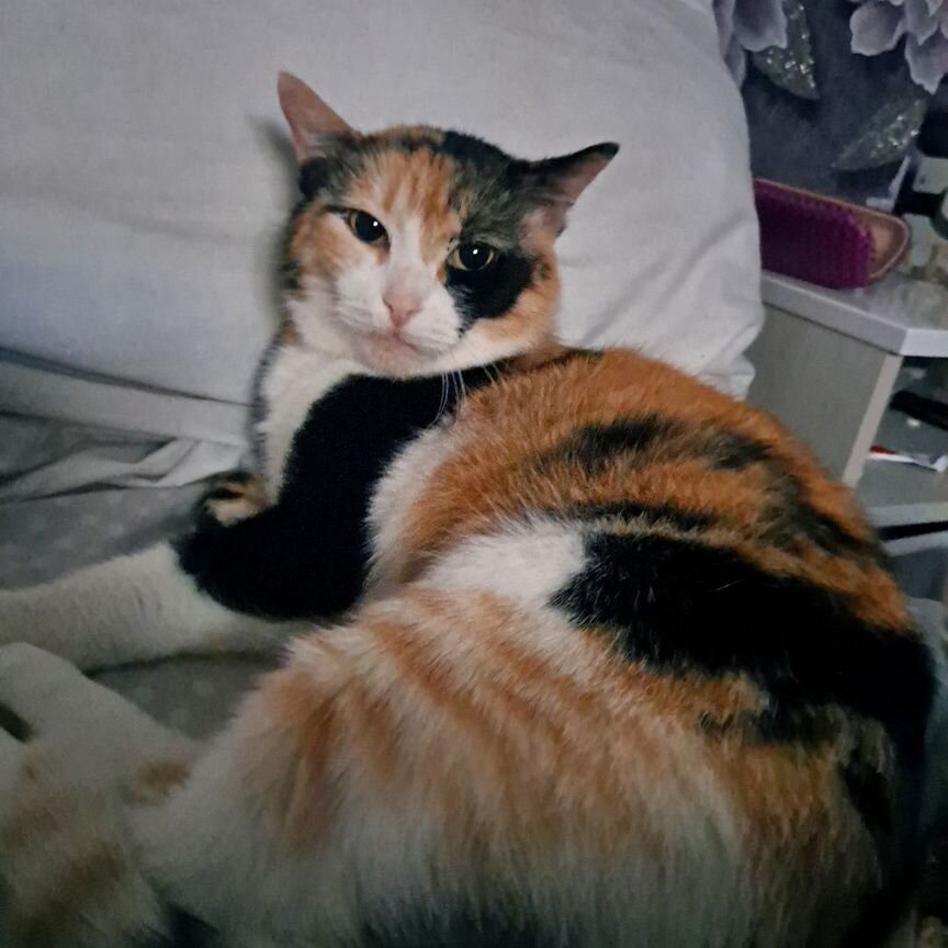 Отдам кошку,в добрые руки