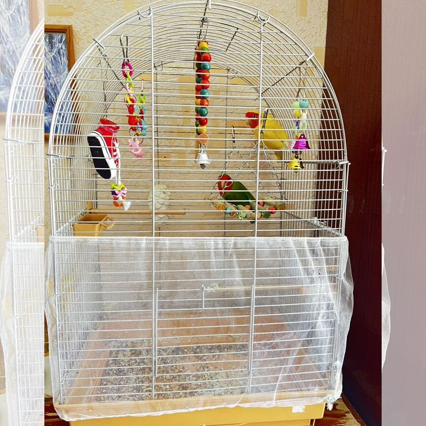 Попугаи неразлучники с клеткой