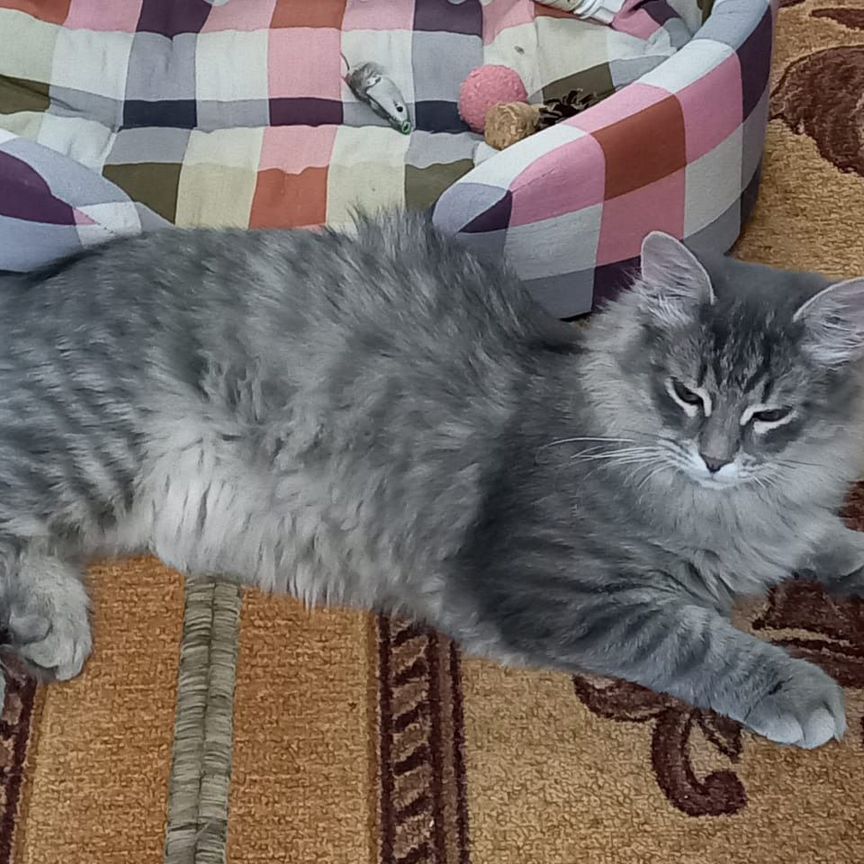 Красивый котенок