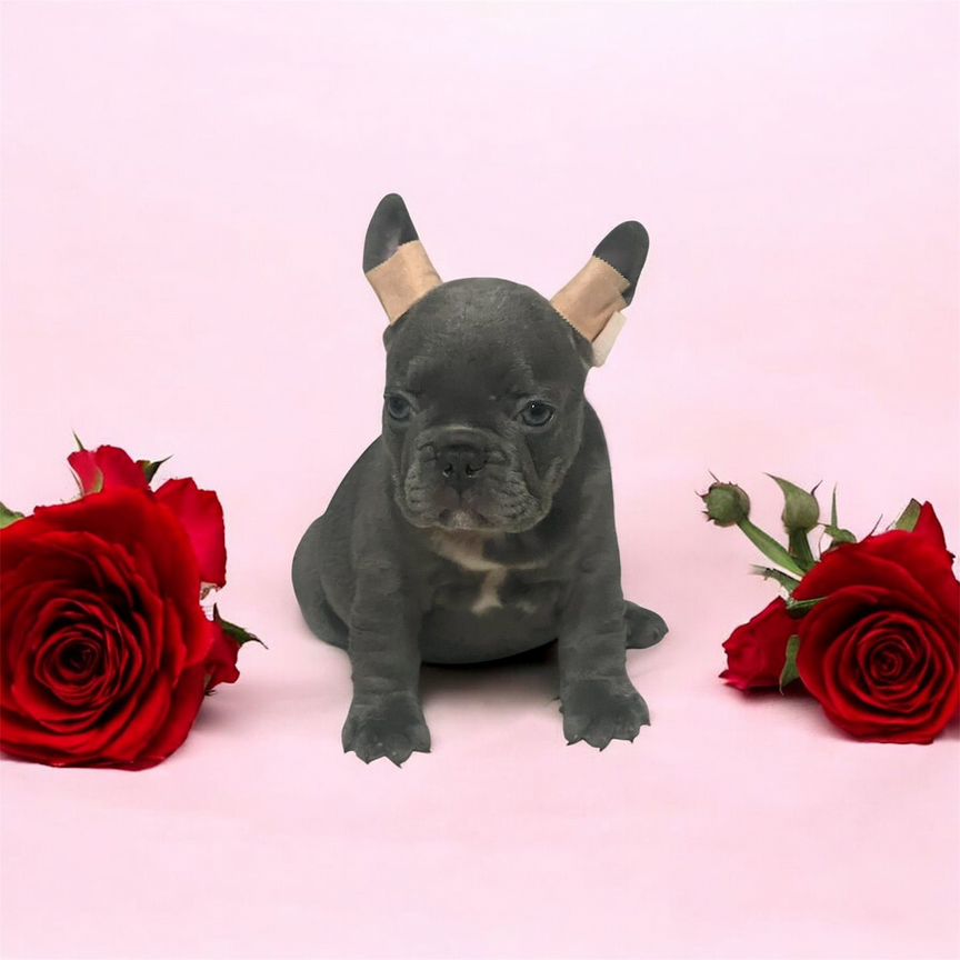 Лиловый зайчик