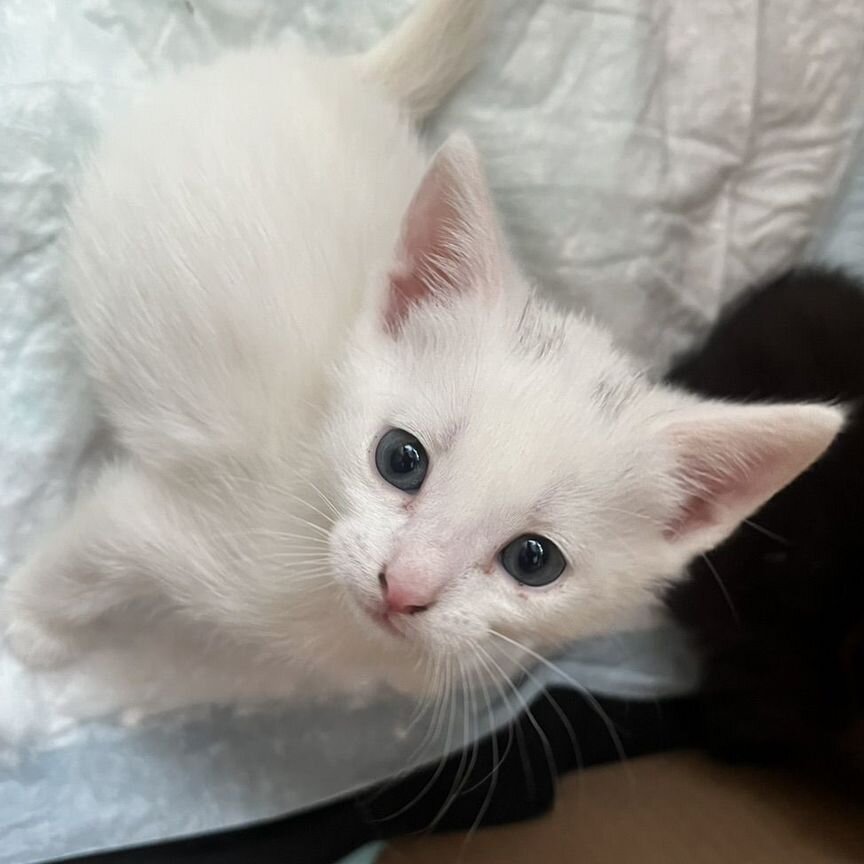 Турецкая ангора котёнок