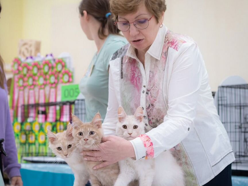 Котята мейн-кун