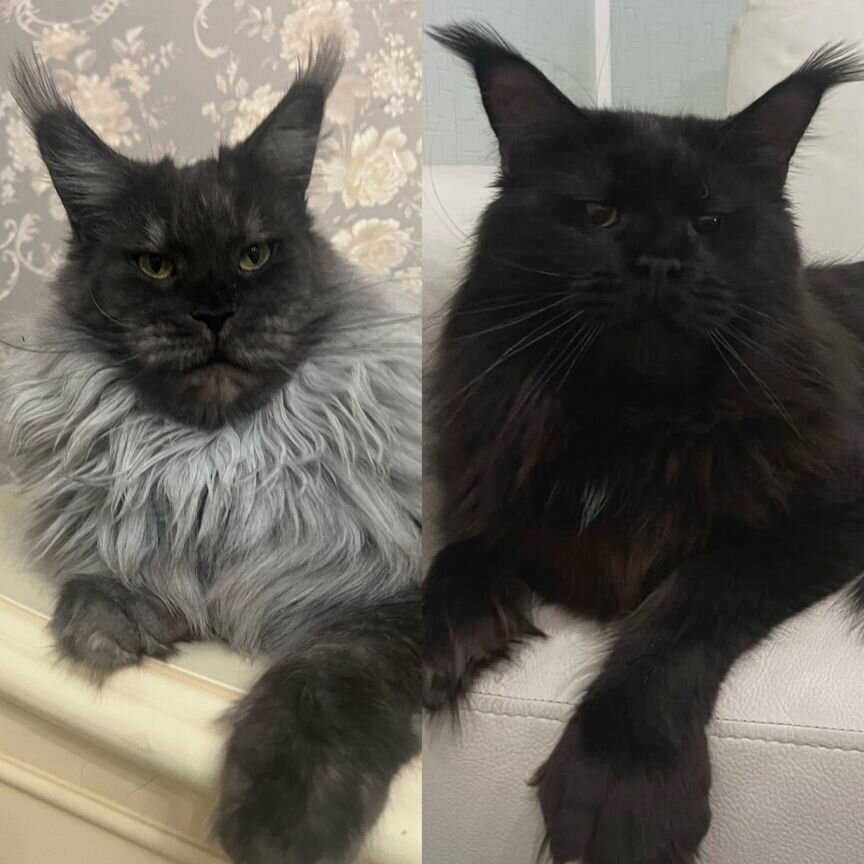 Мейн-кун котёнок