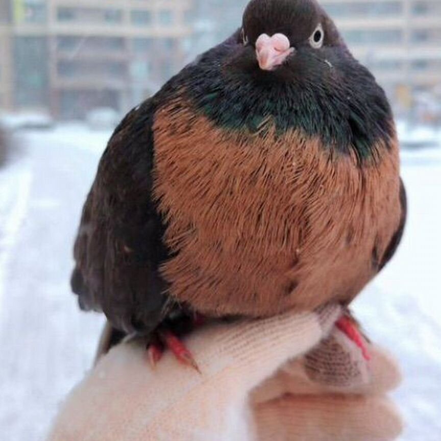 Голубь домашний Такла