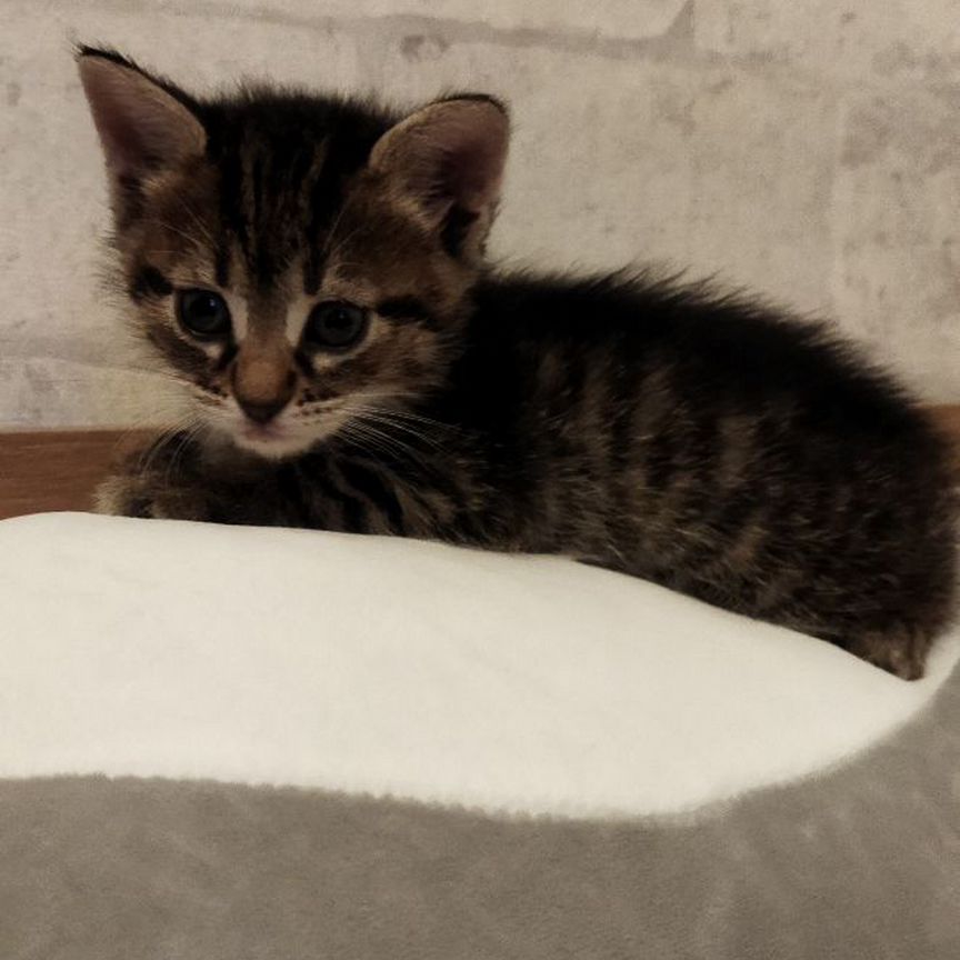 Котенок девочка