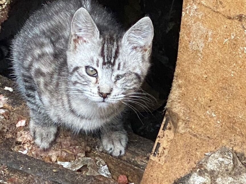 Котёнок, один на улице. Помогите спасти