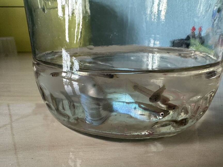 Аквариумные рыбки гуппи