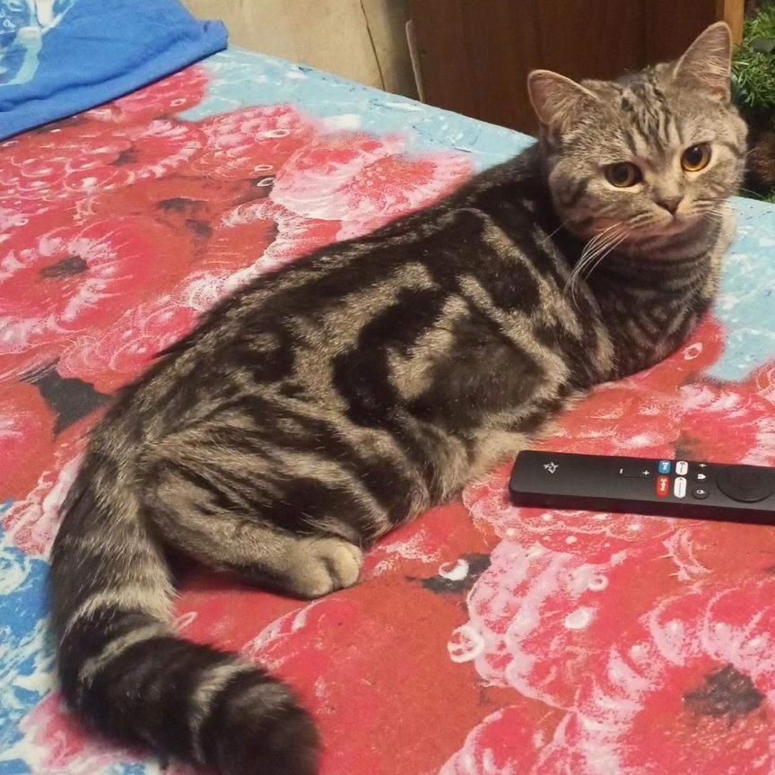 Шотландский кот