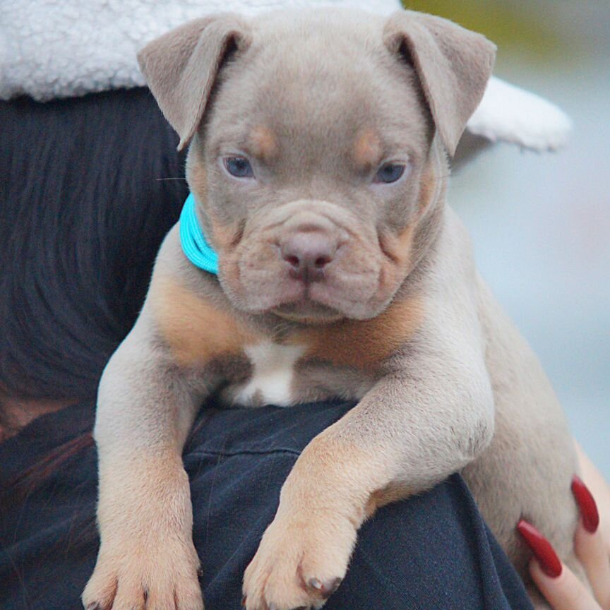 Американский булли, щенок