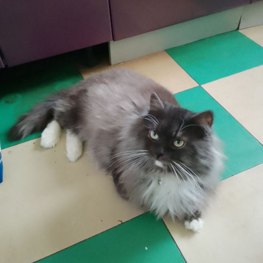 Кот в добрые руки