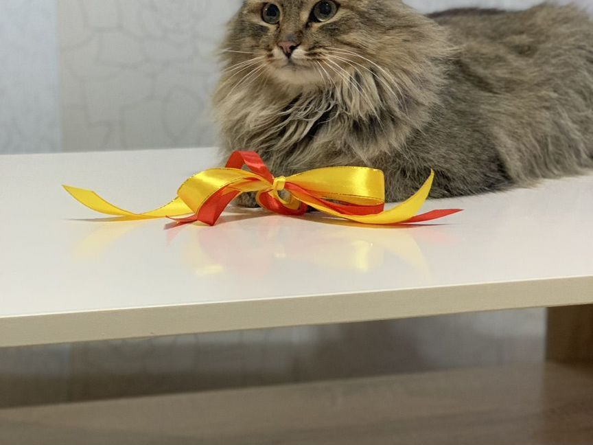 Кошки