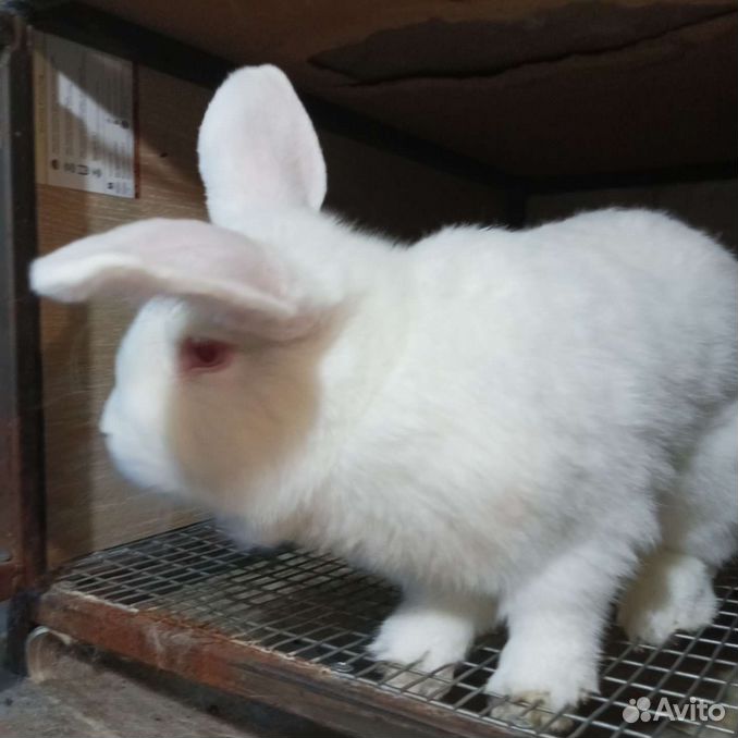 Кролики нзб