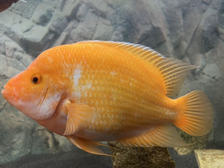 Цихлазома цитроновая самка