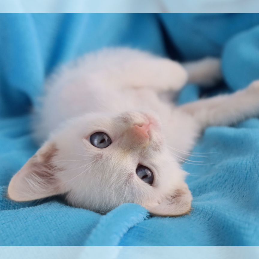 Тайский котик красного окраса