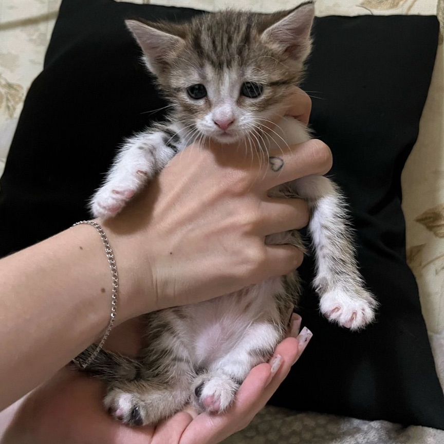 Домашние животные котята