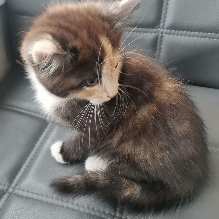 Котенок в добрые руки