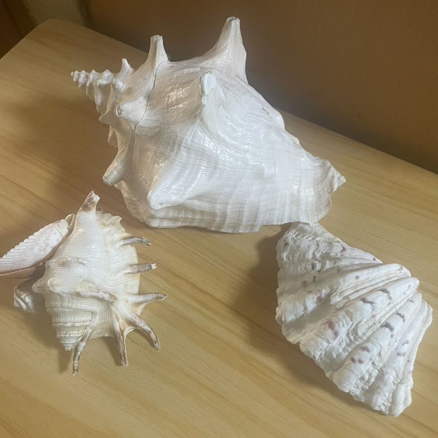 Ракушки для аквариума