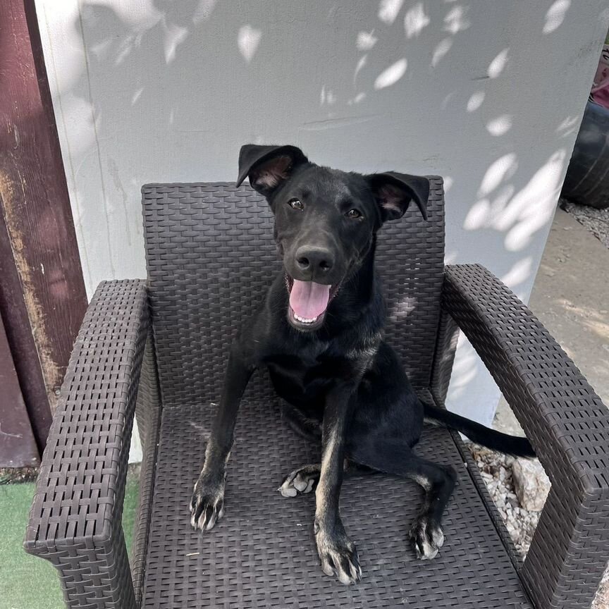 Собака улыбака