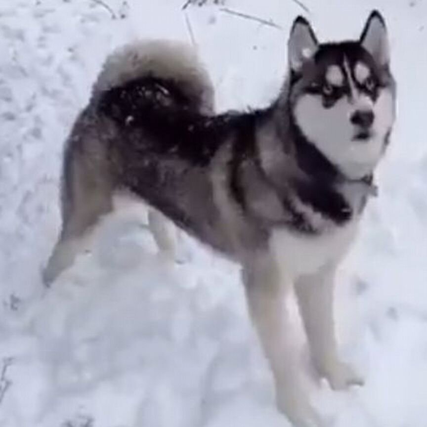 Сибирский хаски