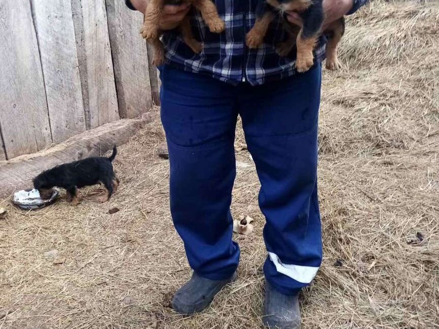 Щенки ягдтерьера