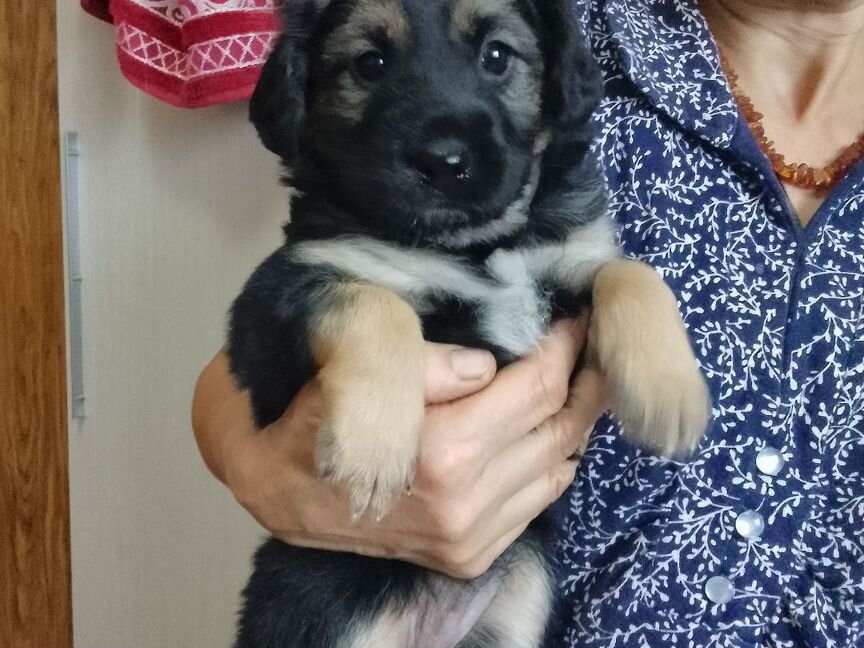 Щенки в добрые руки