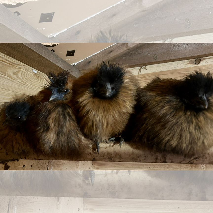 Петух китайский шелковый