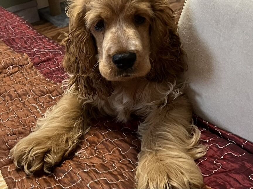 Кокер спаниель