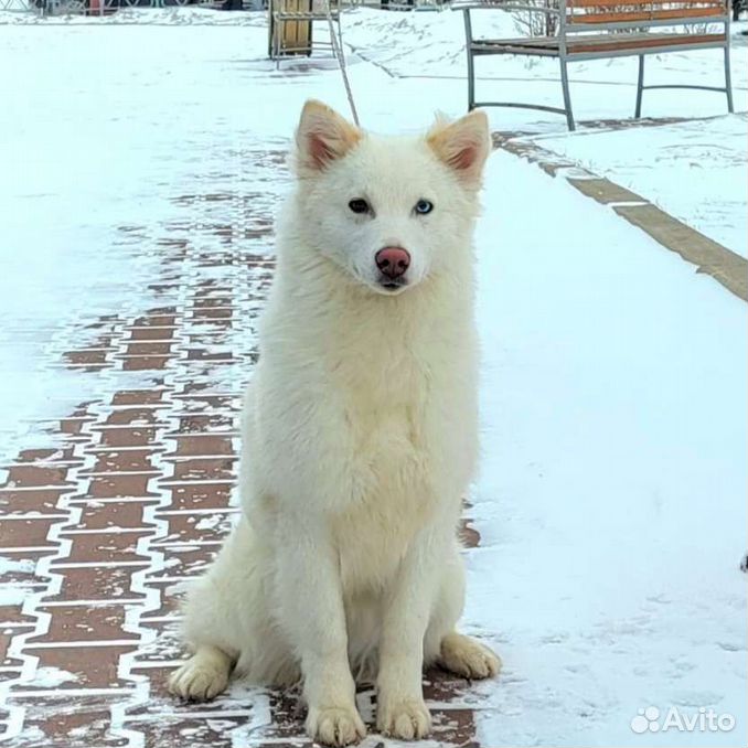 Якутская лайка