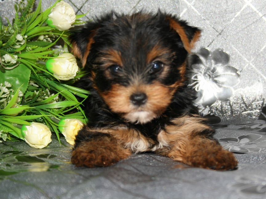 Девочки и мальчик Йоркширского терьера