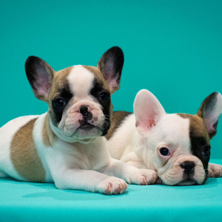 Французский бульдог