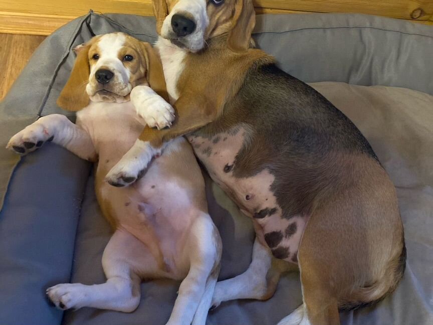 Бигль щенок