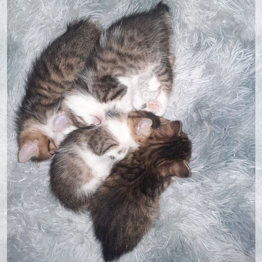 Курильский бобтейл короткошёрстный котёнок