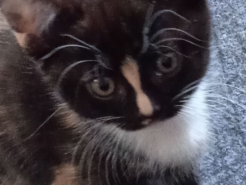 Кошечка в добрые руки