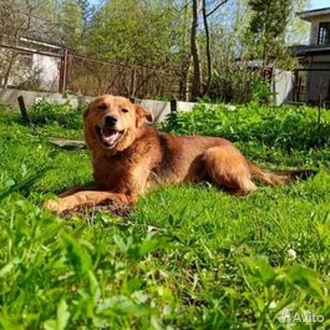 Бесплатно собака Солнышко