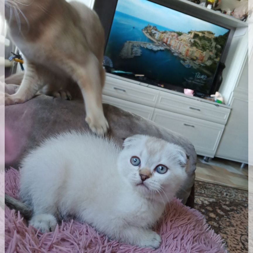 Шотландский вислоухий короткошёрстный котёнок