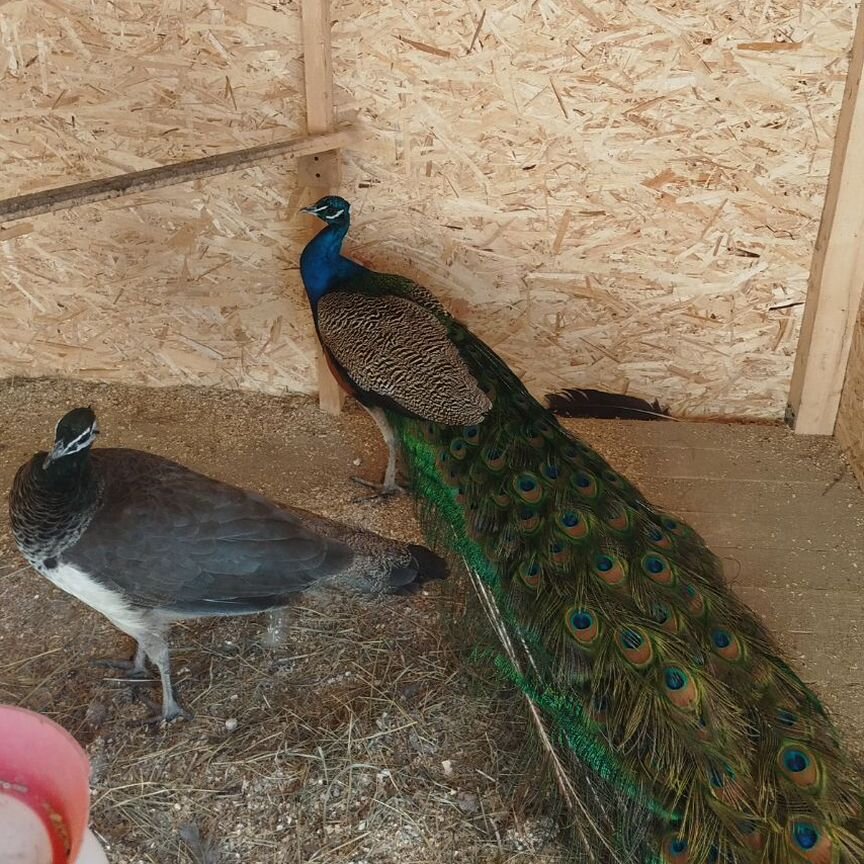 Декоративные птицы