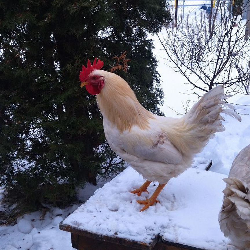 Петушок молодой