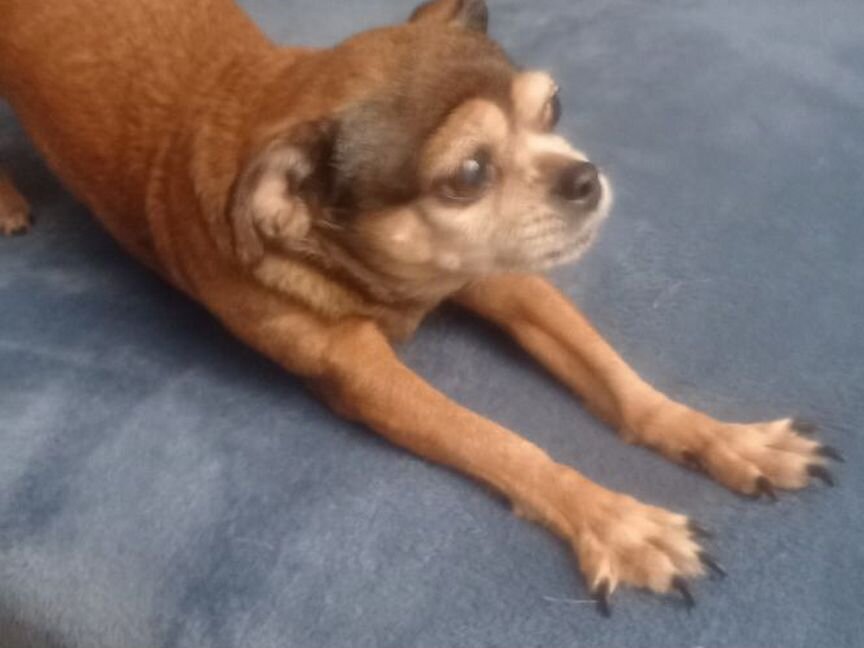 Потерялась собака