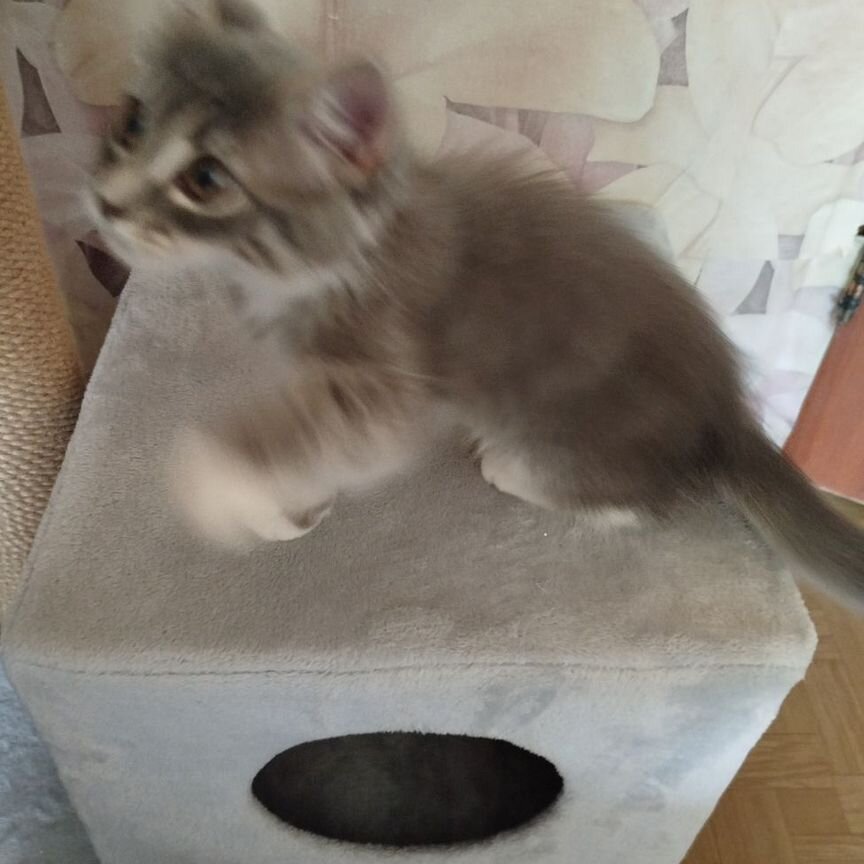 Кошки в добрые руки бесплатно