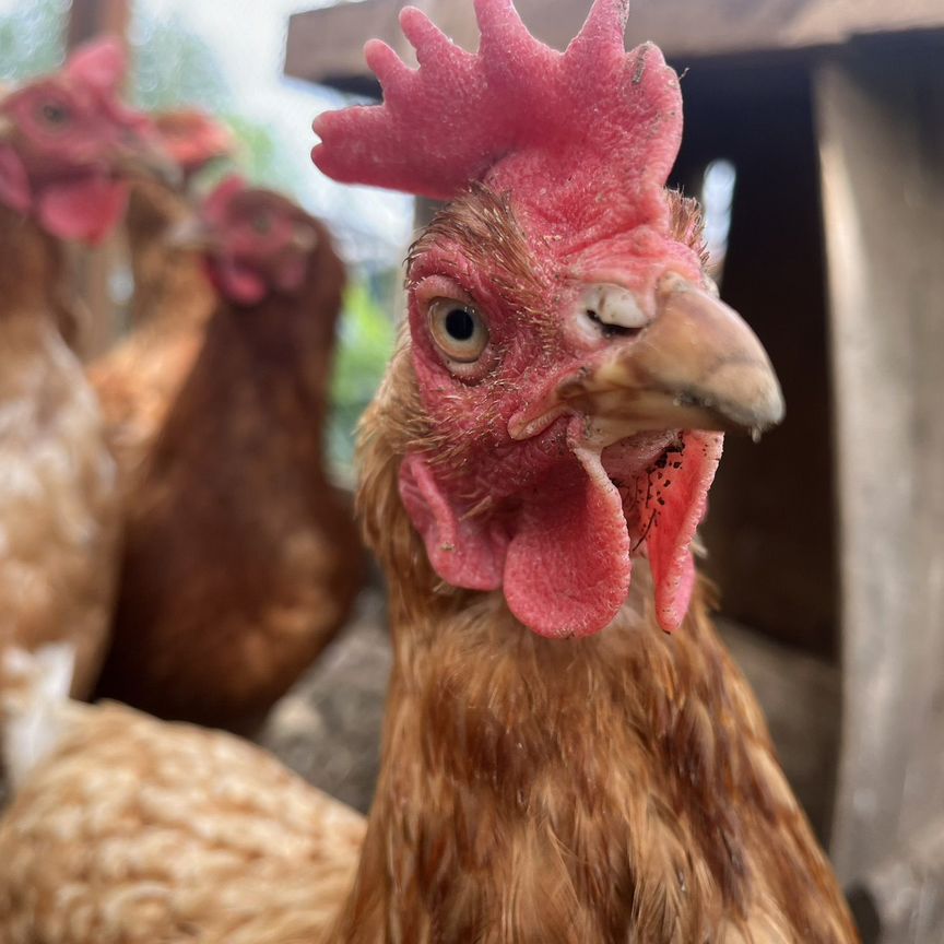 Куры несушки