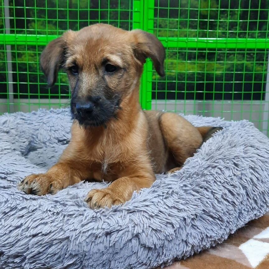 Щенок в добрые руки